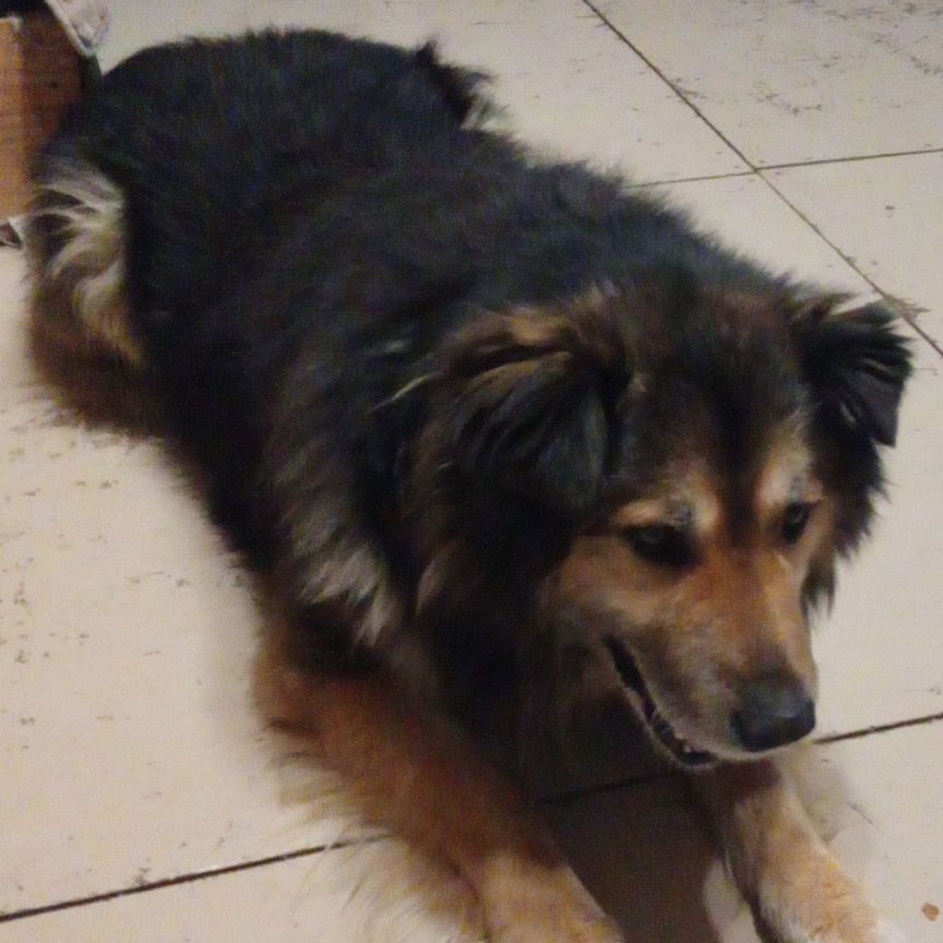 Взрослый пёс в добрые руки