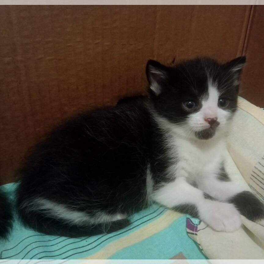 Котёнок в добрые руки