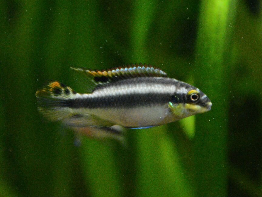 Пельвикахромис пульхер