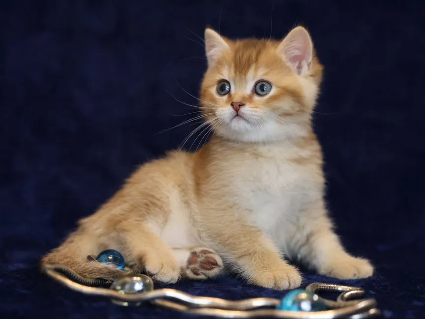 Британский котенок-шоколадик