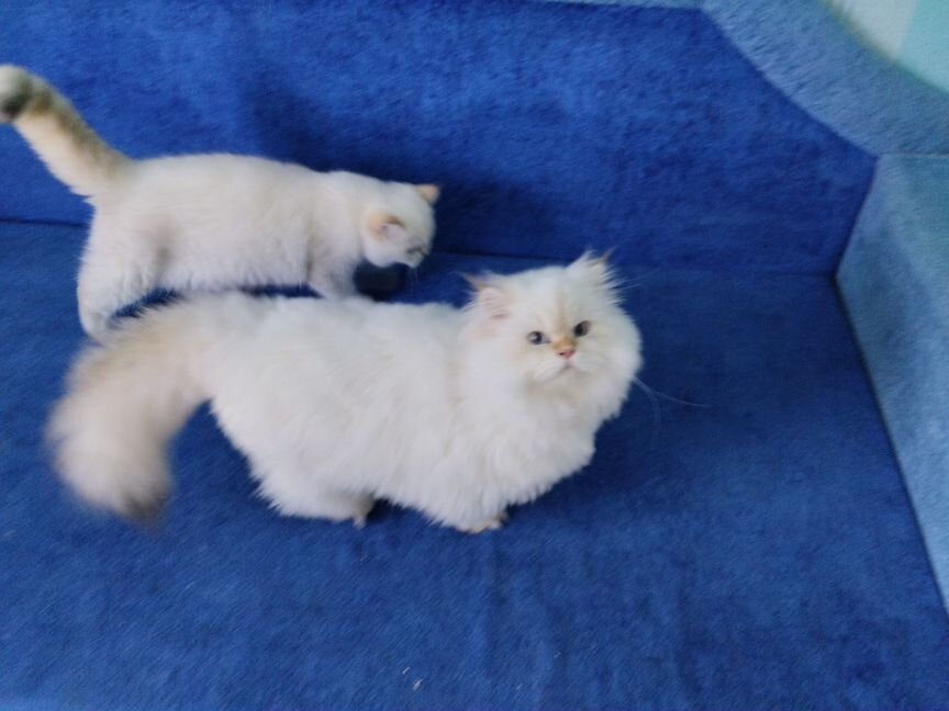 Мальчик Британчик