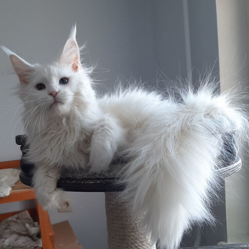 Кошечка белая, разноглазая