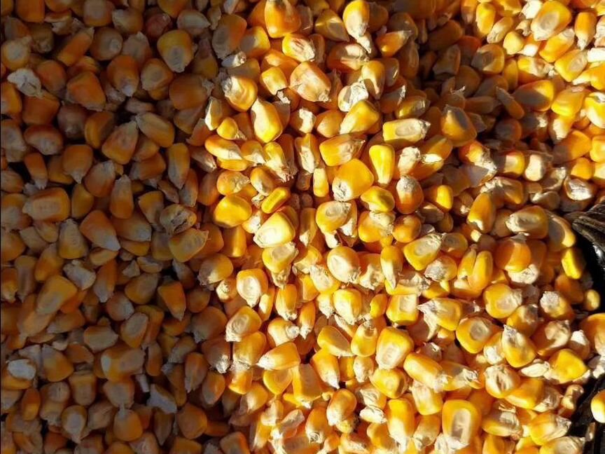 Кормовой овёс, Просо на корм/посев