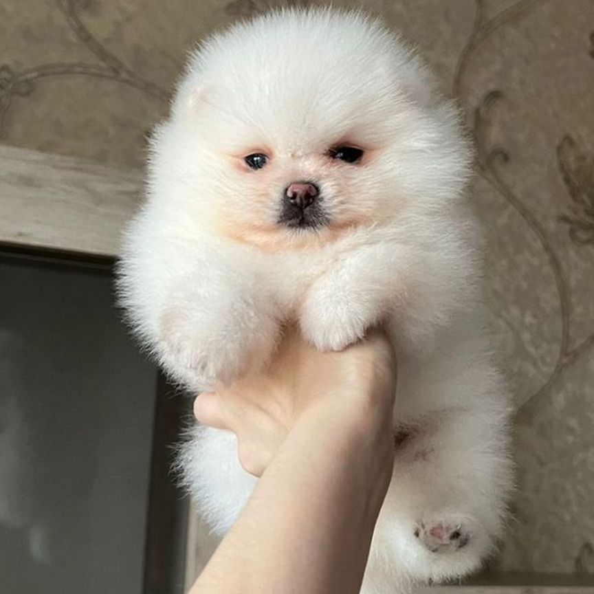 Шпиц, девчата