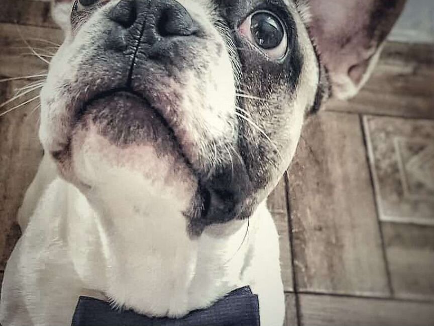 Французский бульдог отдам