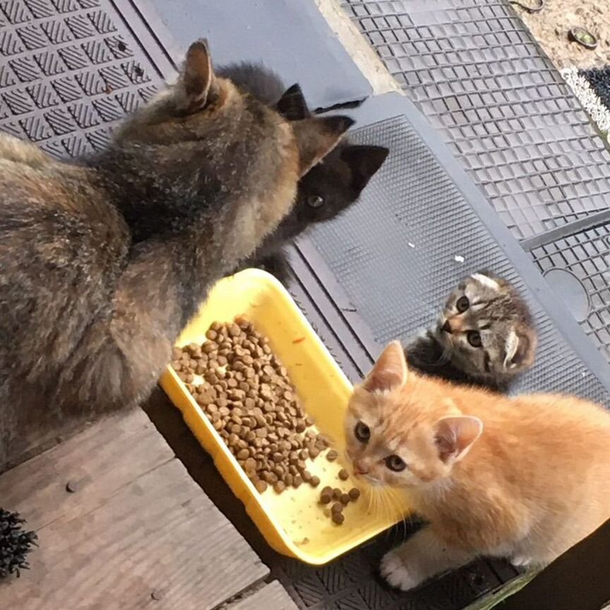 Котята в добрые руки бесплатно