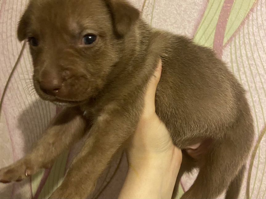 Щенки Стаффорда