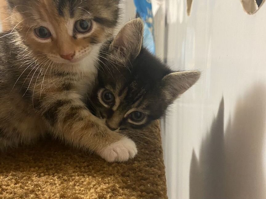 Продам котят. Девочуа