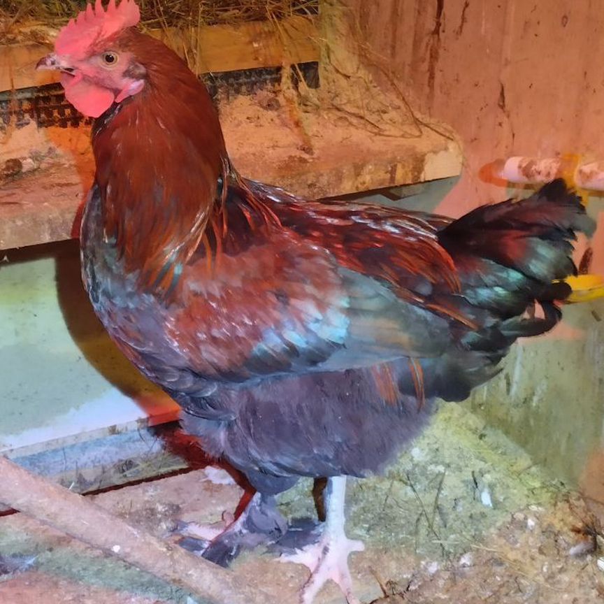 Петух кучинской юбилейной