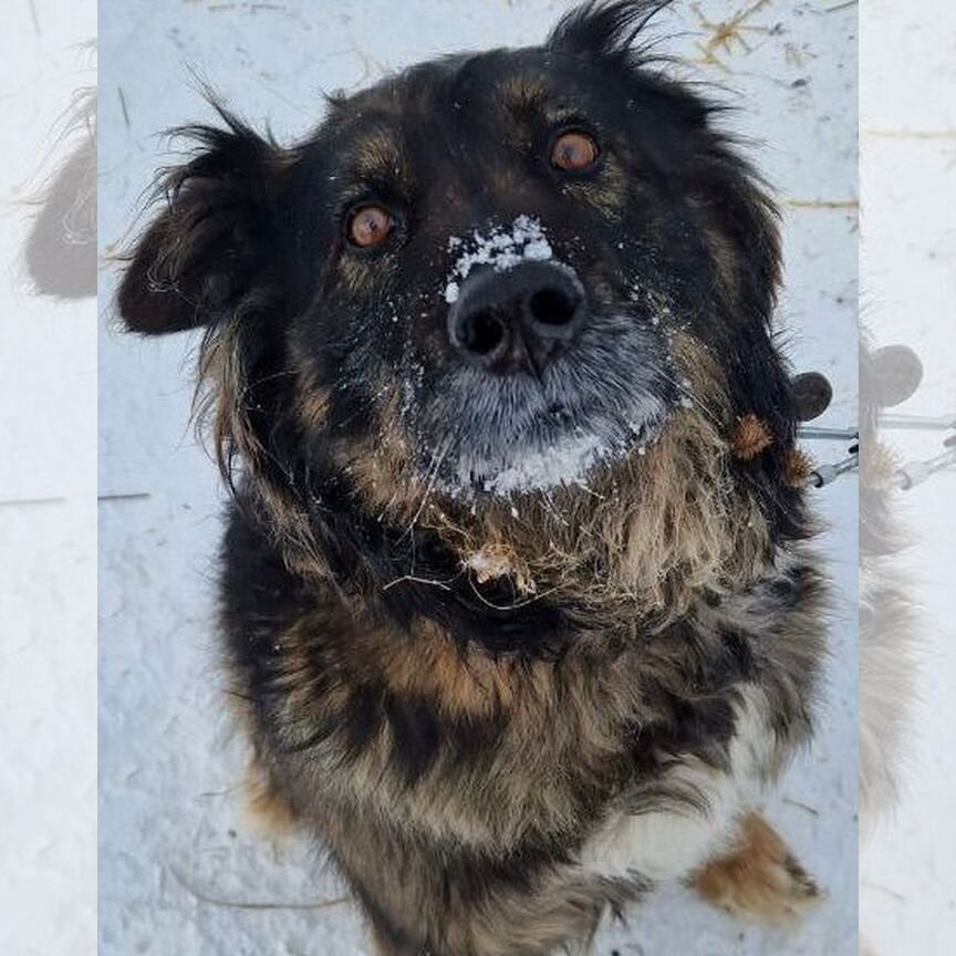 Взрослая собака в добрые руки