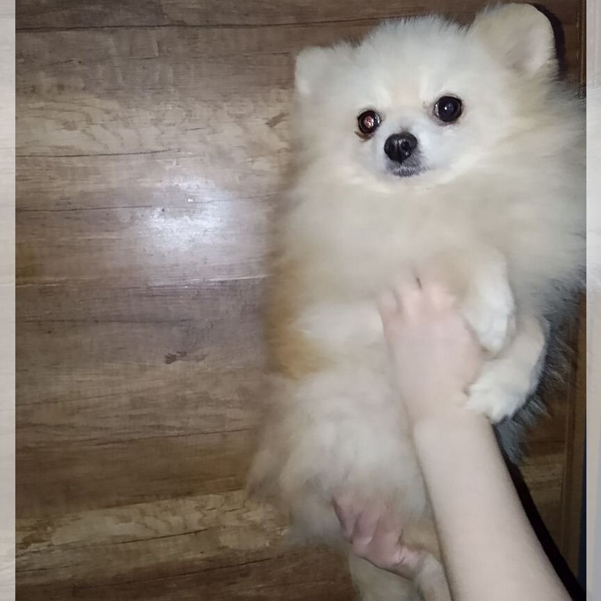 Померанский шпиц, взрослый пёс