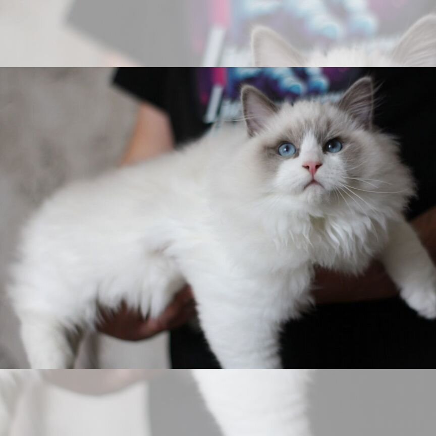 Рэгдолл котёнок