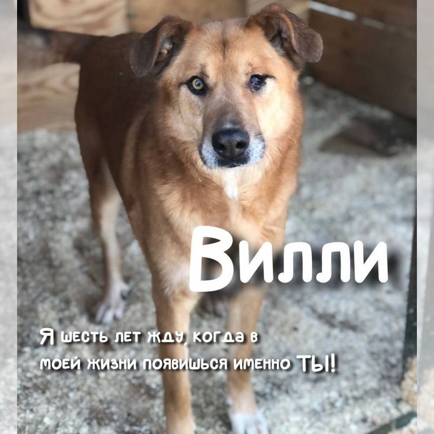 Взрослый пёс в добрые руки