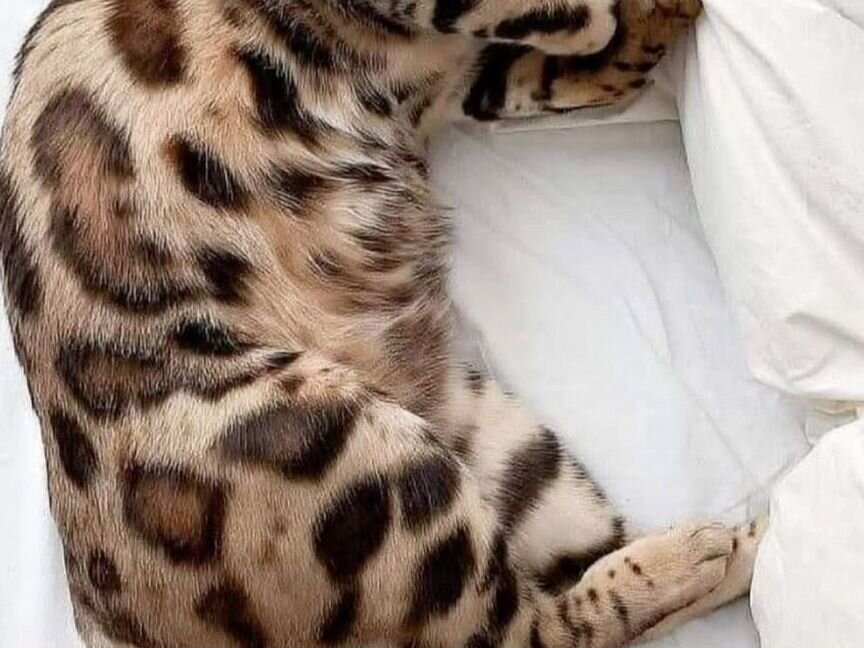 Бенгальская кошка