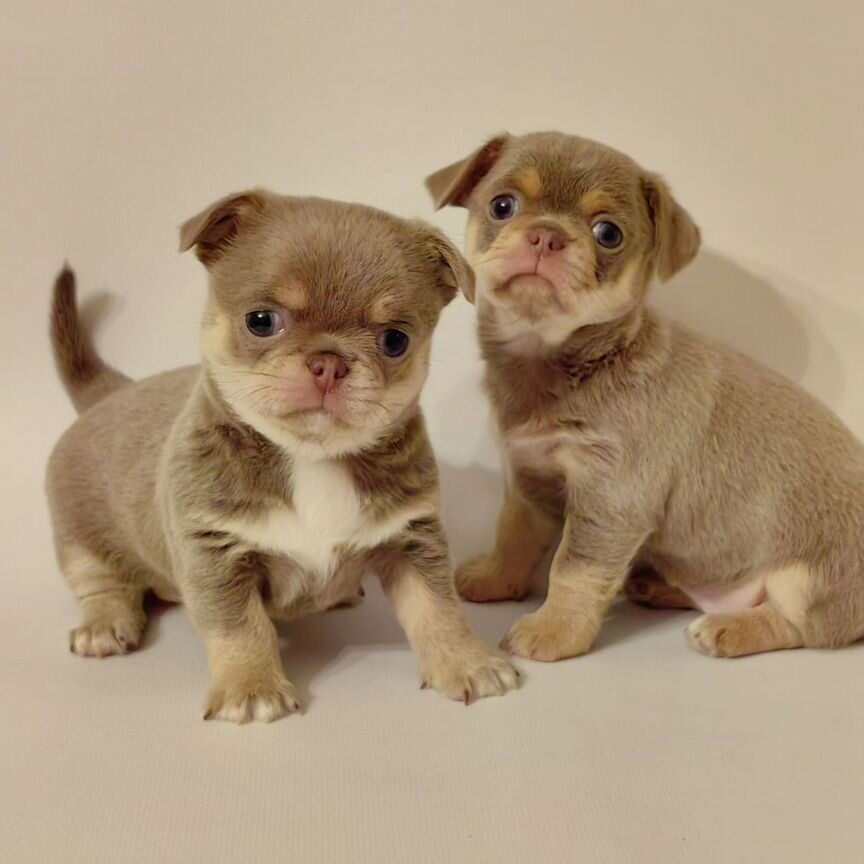 Чихуахуа, щенок