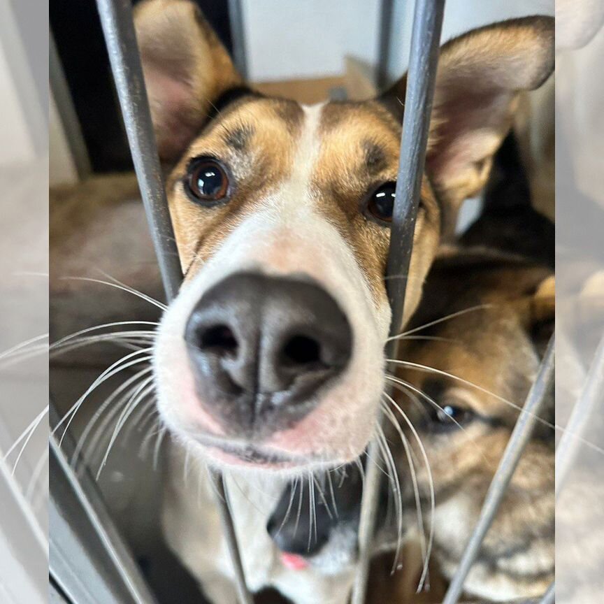 Взрослая собака в добрые руки