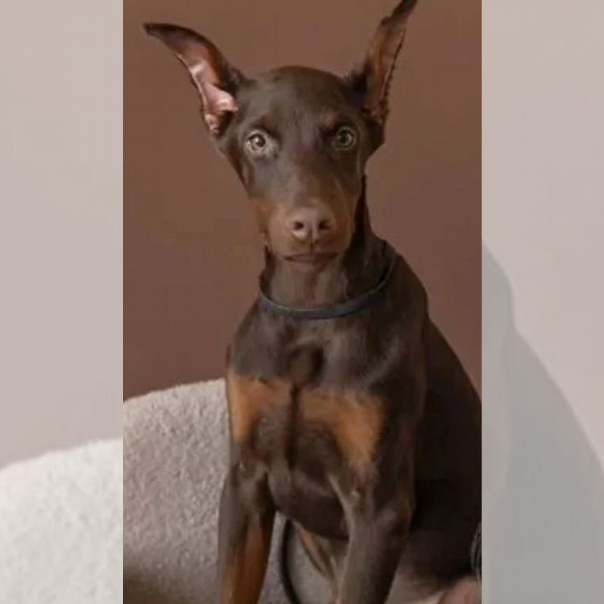 Доберман, щенок