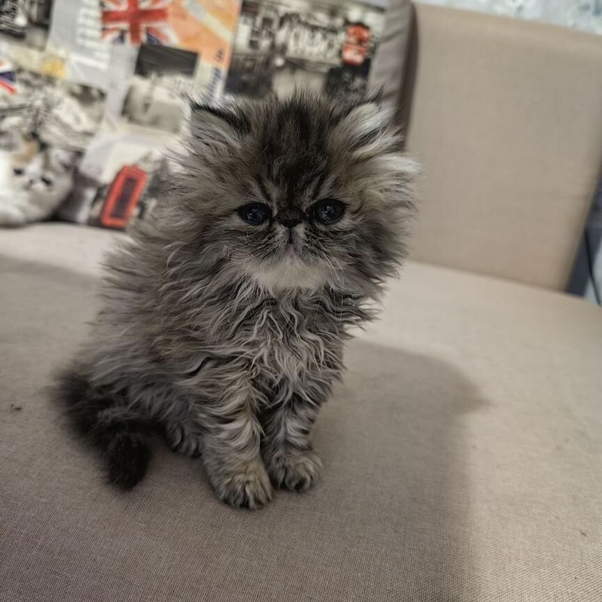 Персидские котята