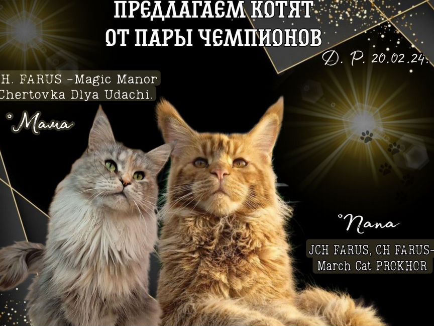 Настоящие Котята мейн-кун