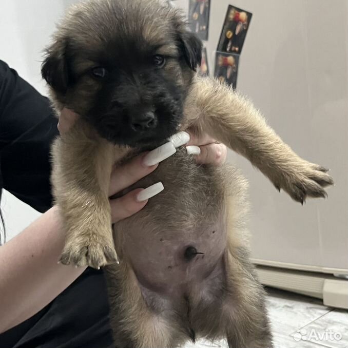 Мальчик, 2 месяца, очень ласковый, к лотку приучен