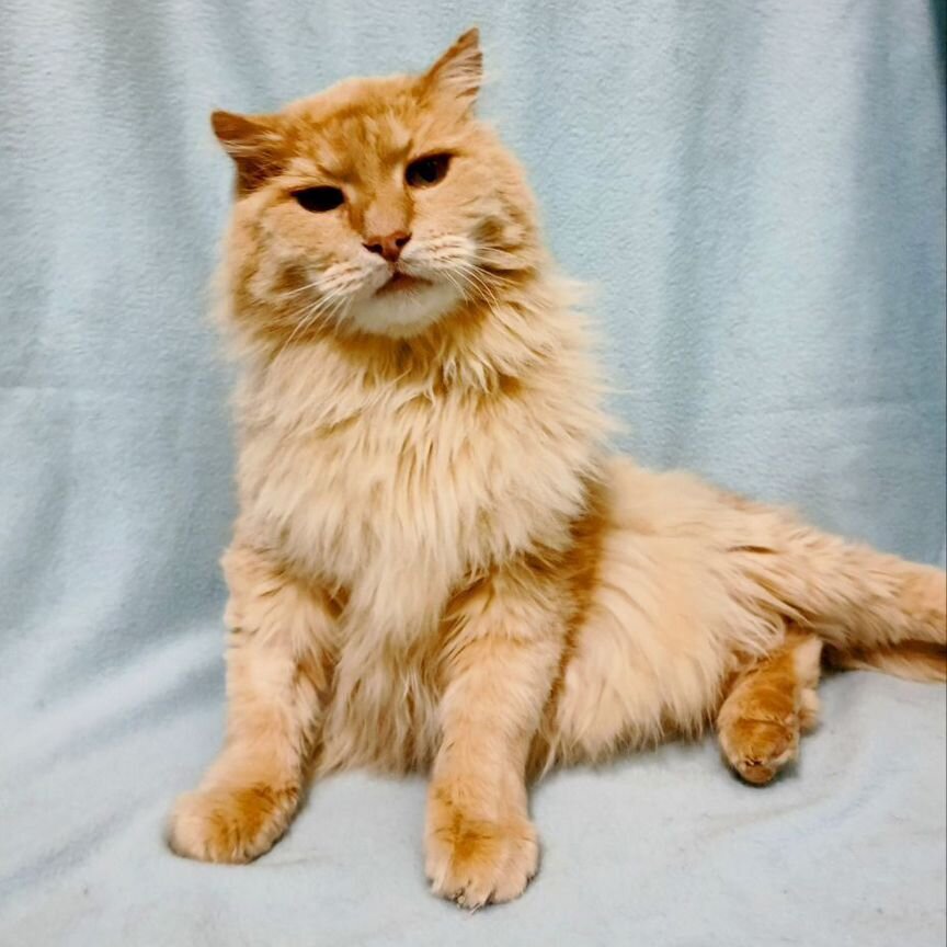 Взрослый кот в добрые руки