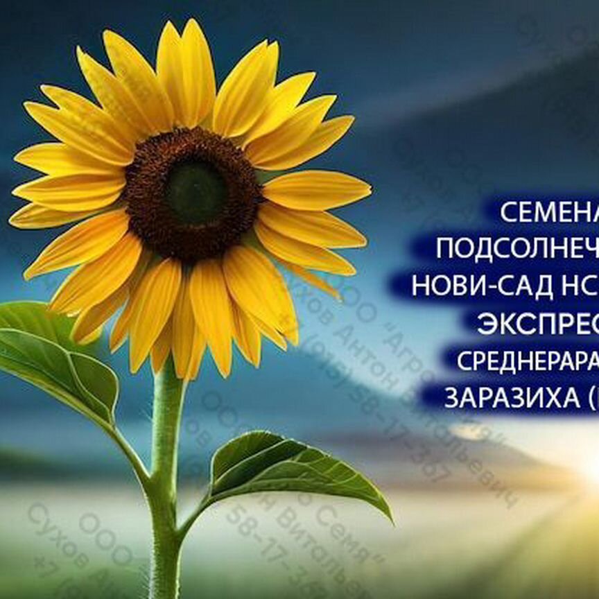 Семена гибрида подсолнечника HCX-6012