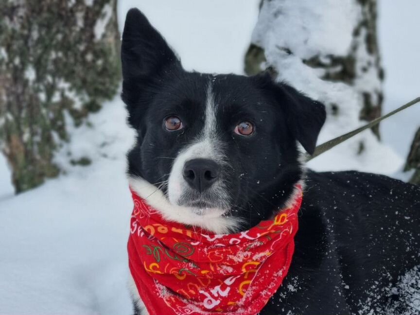 Небольшая красивая собачка в добрые руки