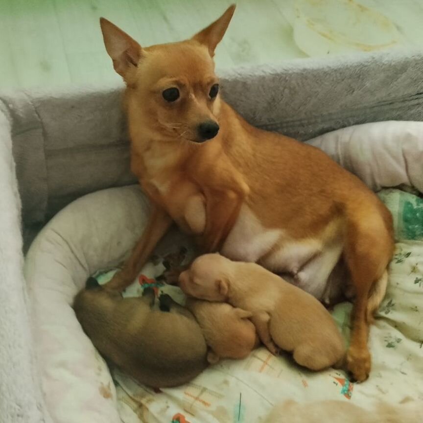 Русский той-терьер, щенок