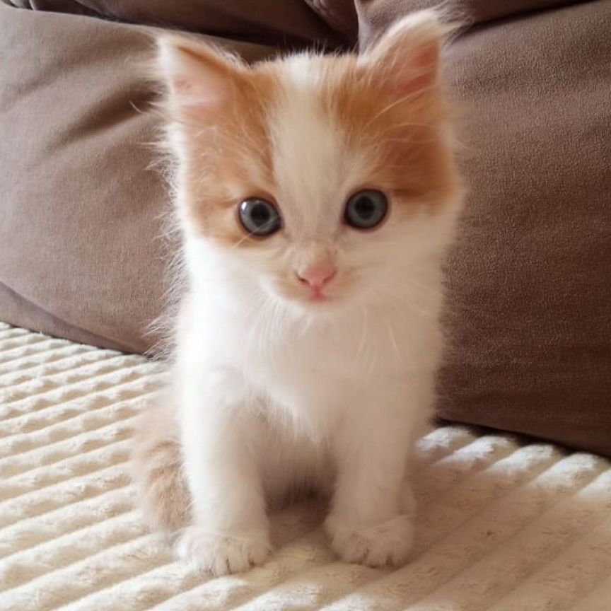 Котик