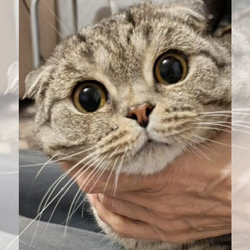 Шотландская вислоухая кошка