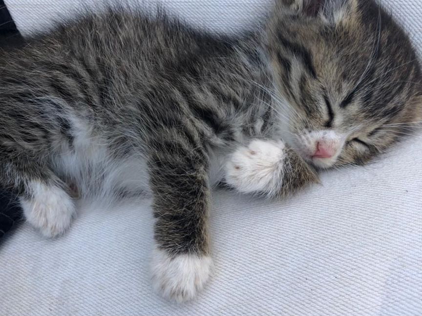 Котёнок бесплатно в добрые руки в дар