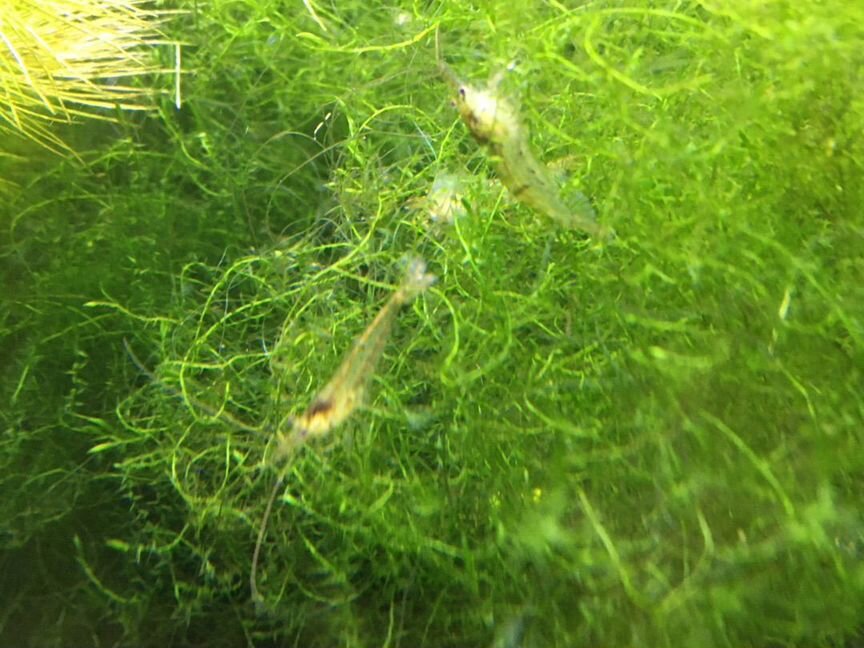 Креветки. Гуппи