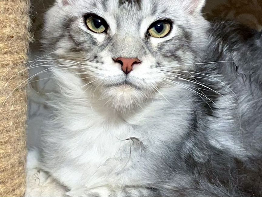 Мейн-кун серебряный мальчишечка