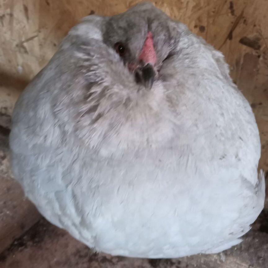 Амераукана куры и петухи