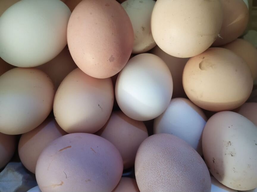 Яйца домашние