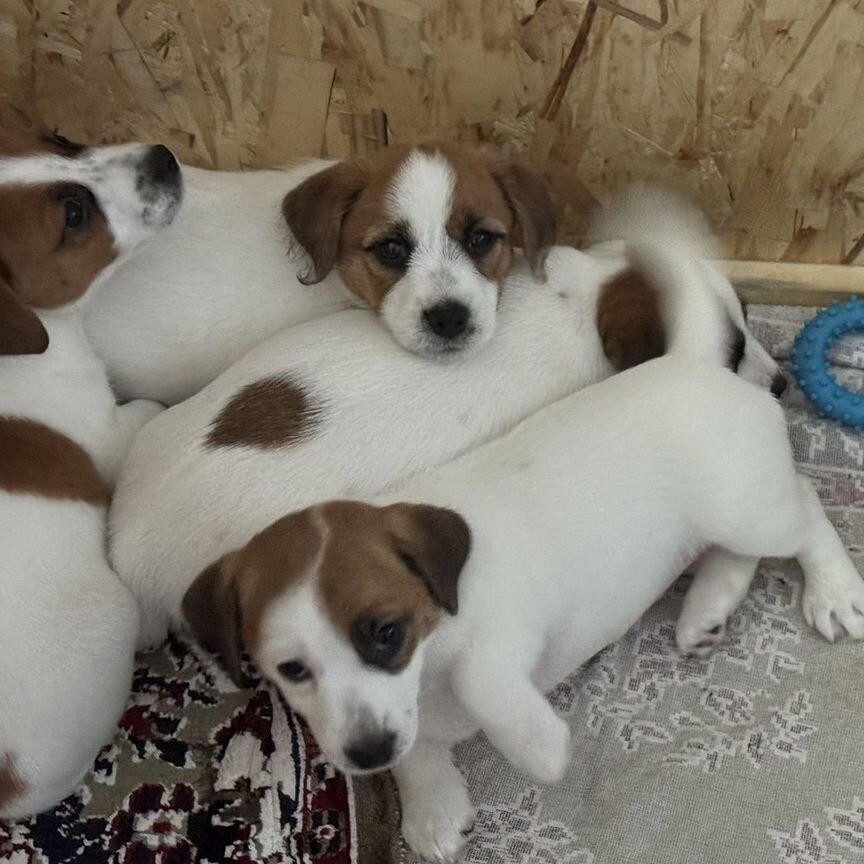Щенки джек рассел терьер