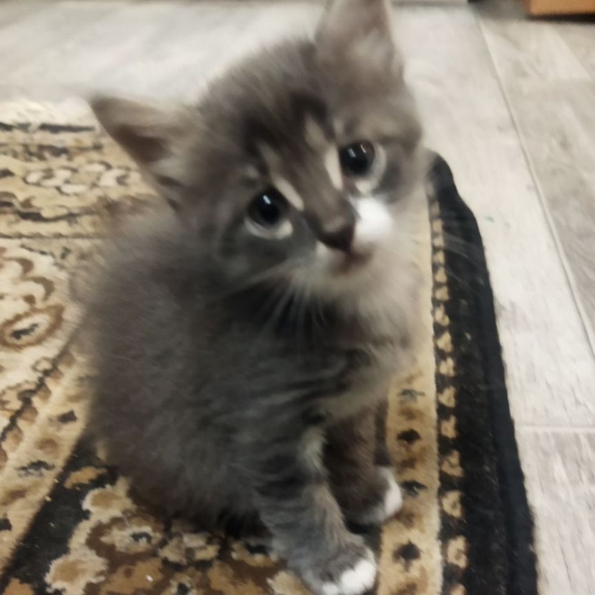 Котятки в добрые руки