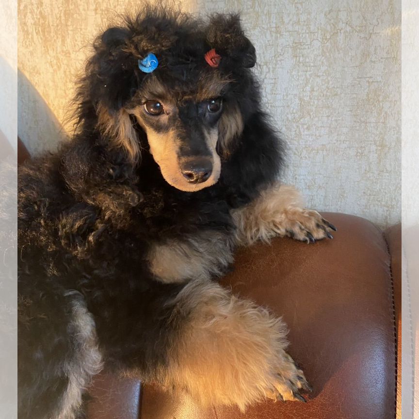 Карликовый пудель, щенок