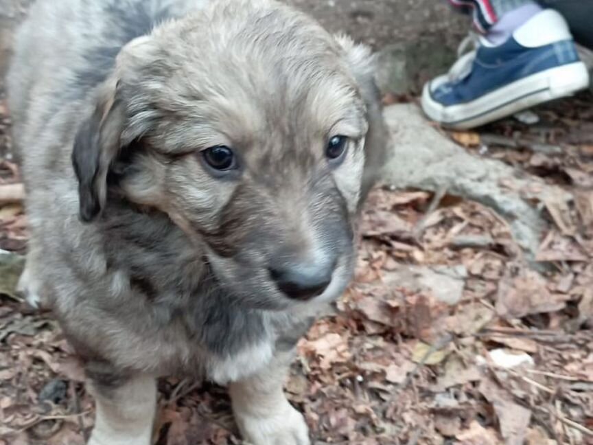 Щенок в добрые руки бесплатно