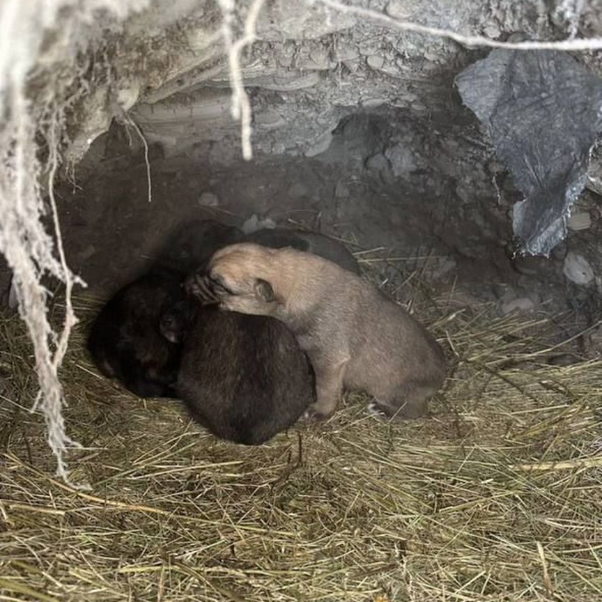 Щенок в добрые руки