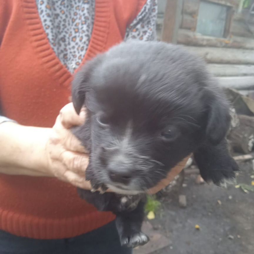 Щенки пикинес +карликовый пудель