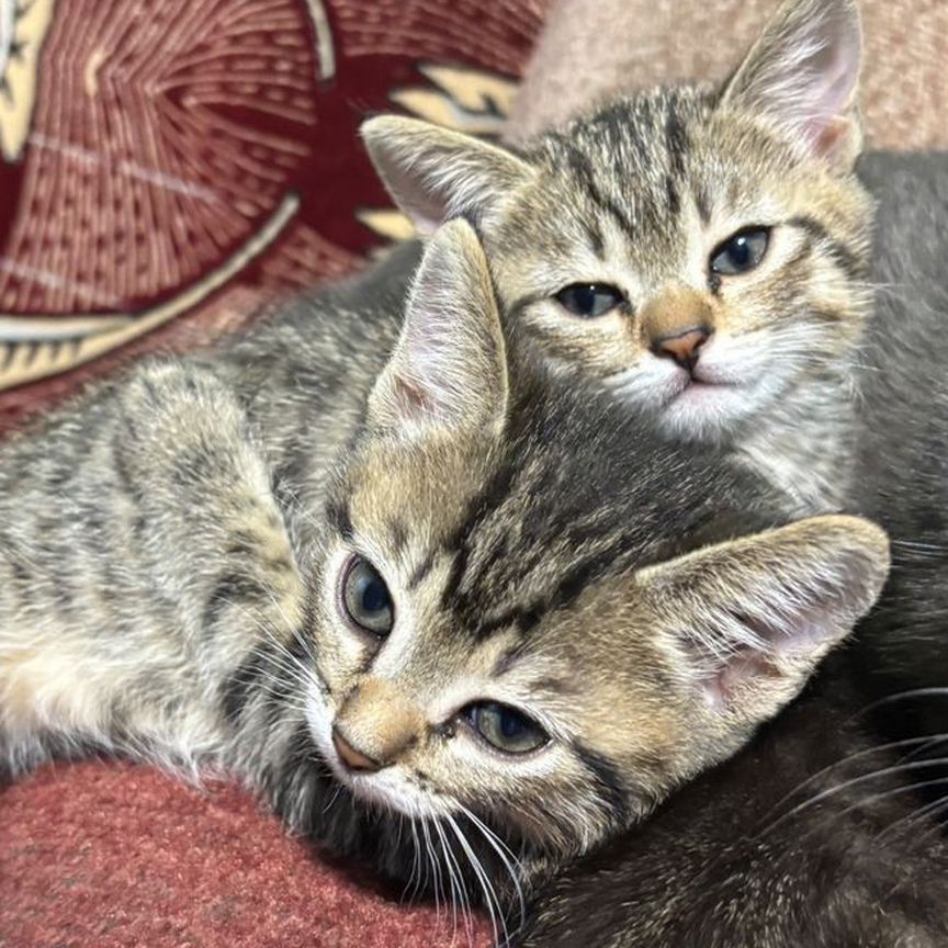 Британский короткошёрстный котёнок