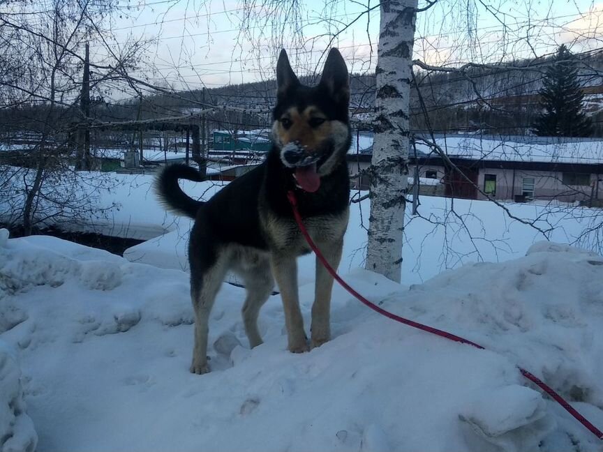 Восточноевропейская овчарка