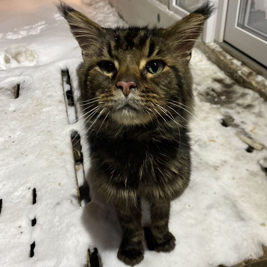 Мейн-кун, взрослый кот