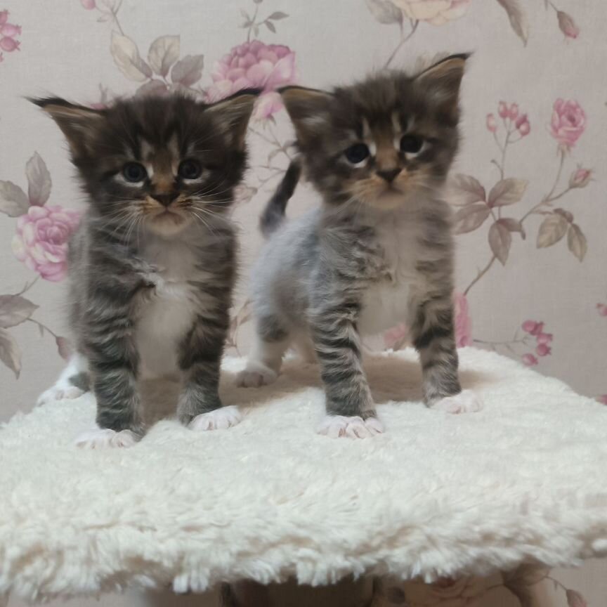 Продаются котята мейн кун
