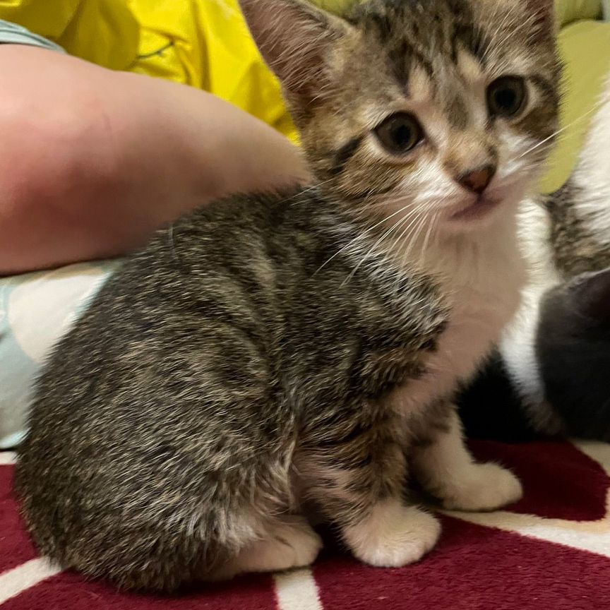 Мелиса и Маргоша