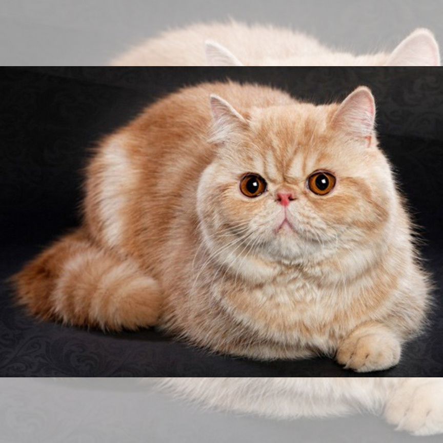 От породистых родителей котята экзоты мальчики 2 м