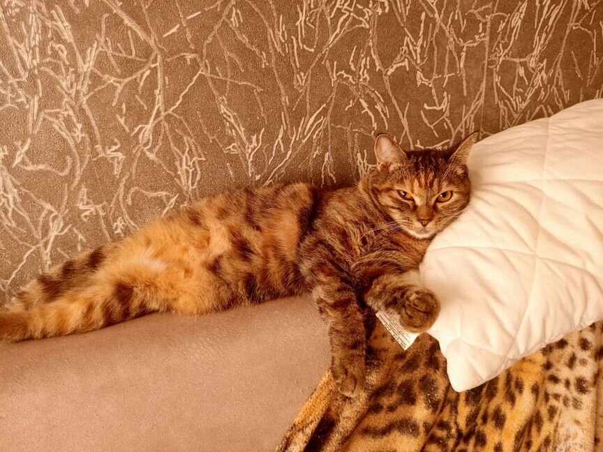 Кошка