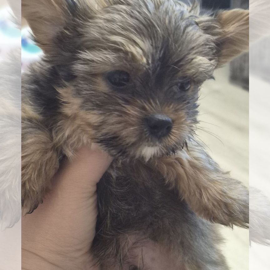 Йоркширский терьер, щенок