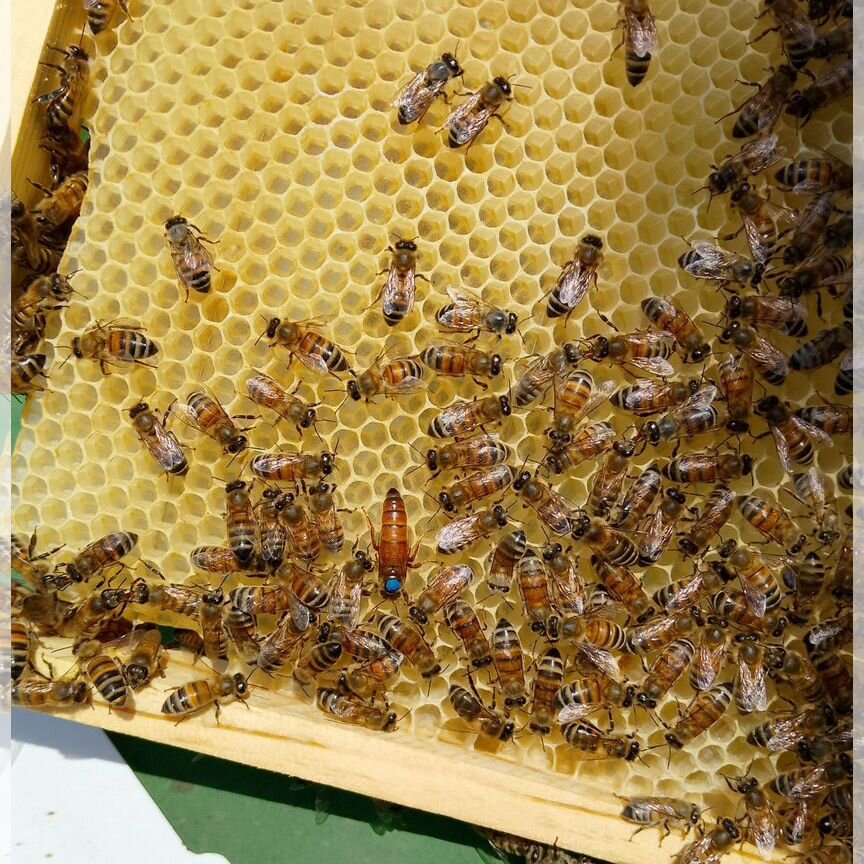 Пчеломатки Бакфаст